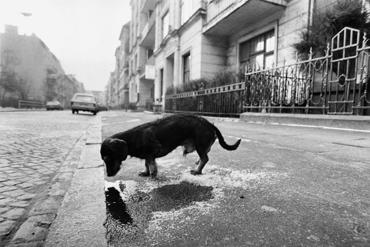 Michael Ruetz The family of dog – la condition canine — KunstHausPotsdam